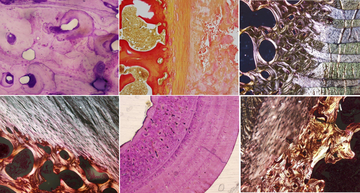 Histology | Shmunis Family Anthropology Institute | Tel Aviv University